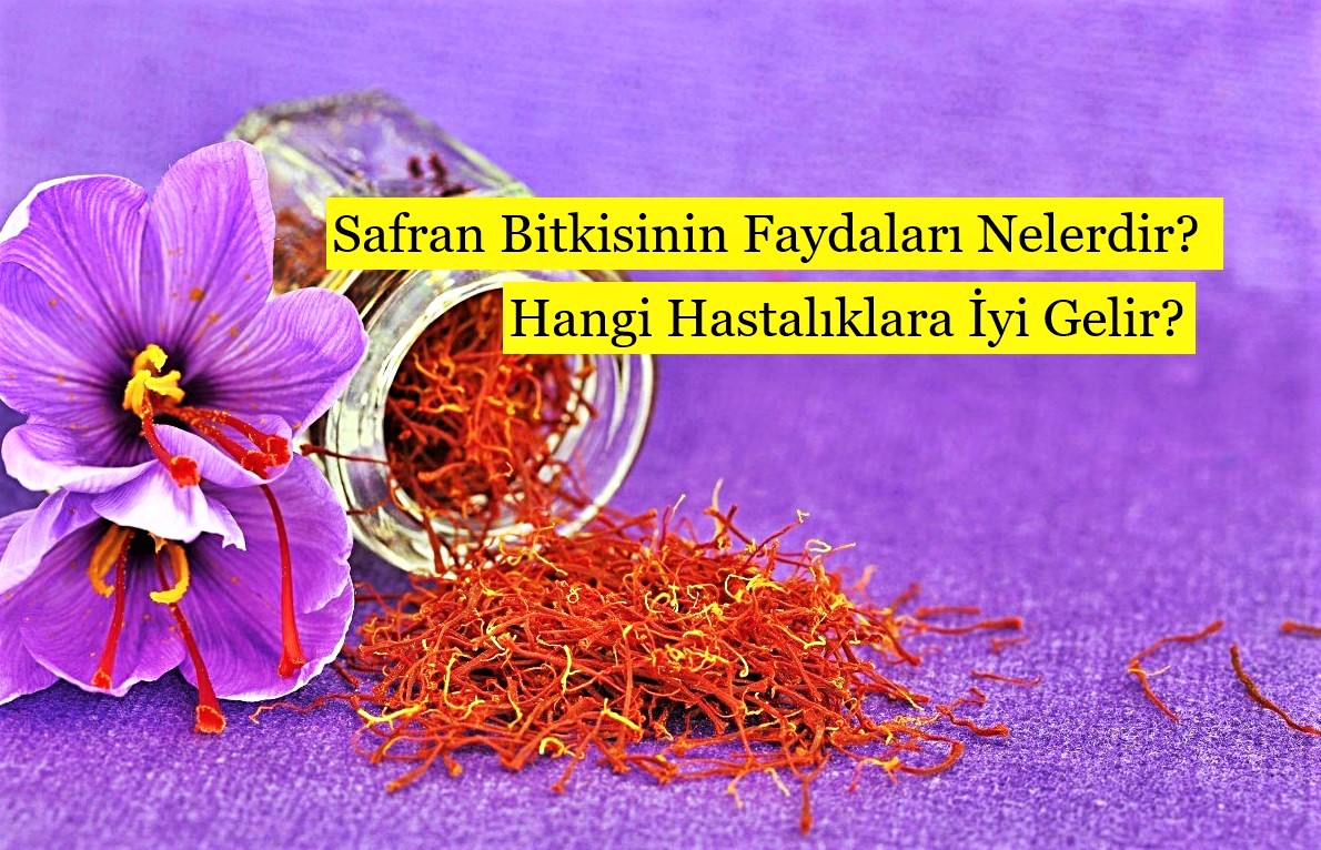 Safran Faydaları – Safranın faydaları ve nasıl kullanılır? – IEVUO