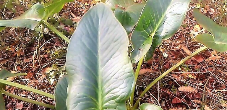 Yılan Yastığı Otunun Faydaları Nelerdir? - Güzel Bilgiler