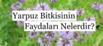 Yarpuz Bitkisinin Faydaları Nelerdir? - Güzel Bilgiler