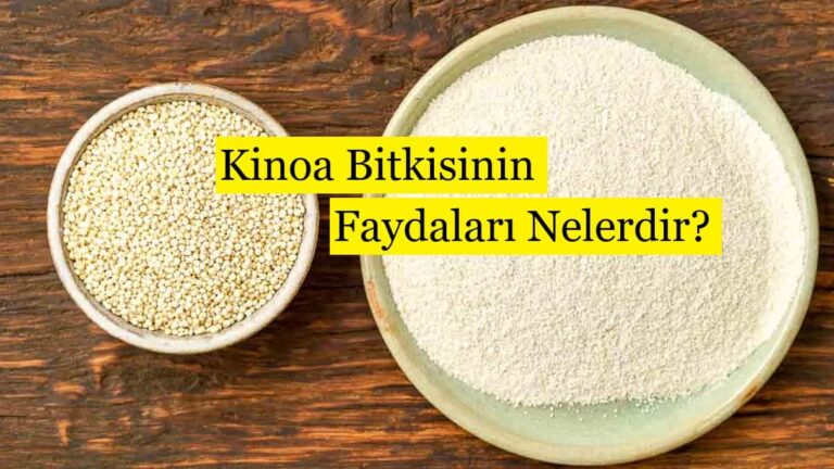 Kinoa Bitkisinin Faydaları Nelerdir? - Güzel Bilgiler