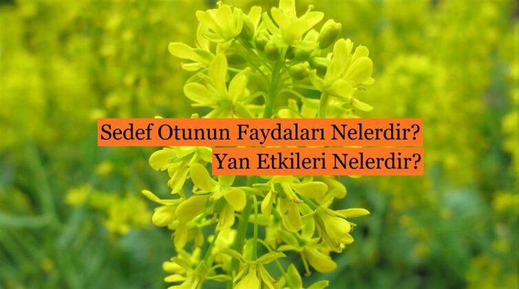 Sedef Otunun Faydaları Nelerdir? Yan Etkileri Nelerdir? - Güzel Bilgiler